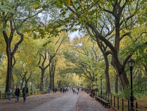 Peak Foliage in Central Park - Adam the Adventurer